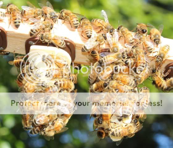 lot's of comb on queencell - problem? | Beesource Beekeeping Forums